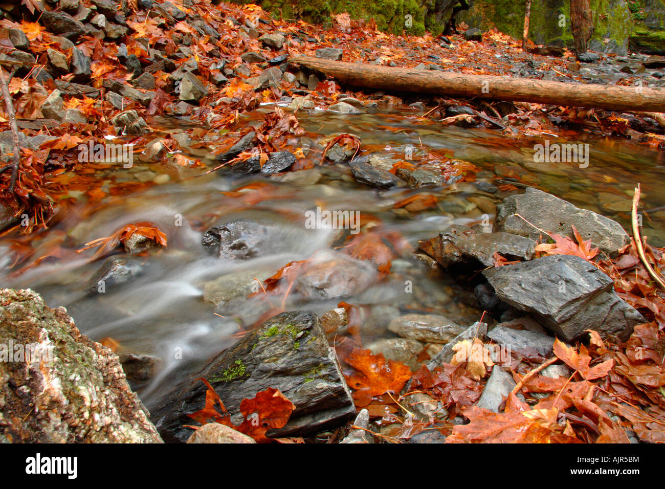 stream in the fall Stock Photo - Alamy