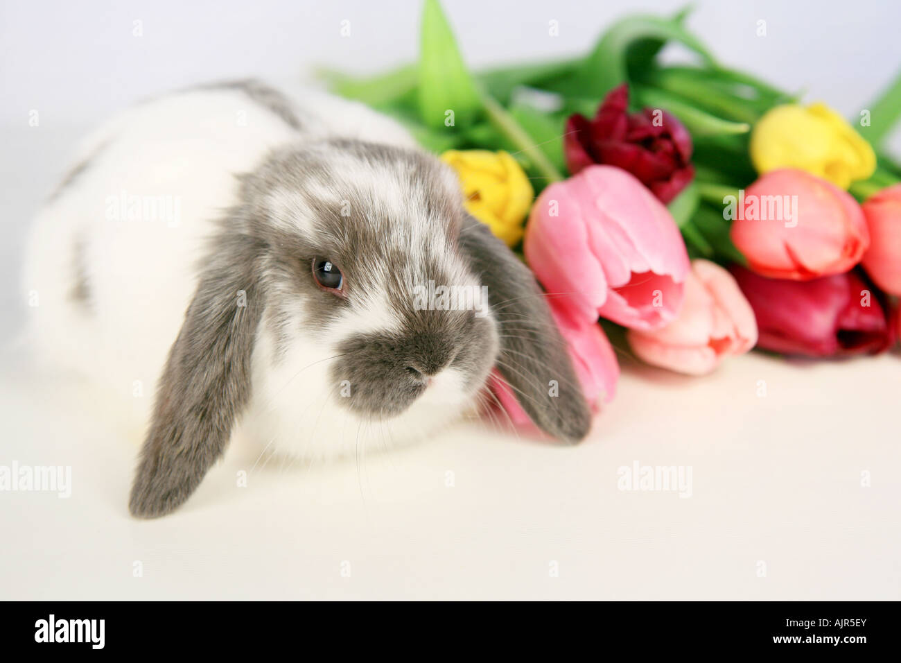 Gray and white mini lop ear rabbit with tulips isolated on white ...