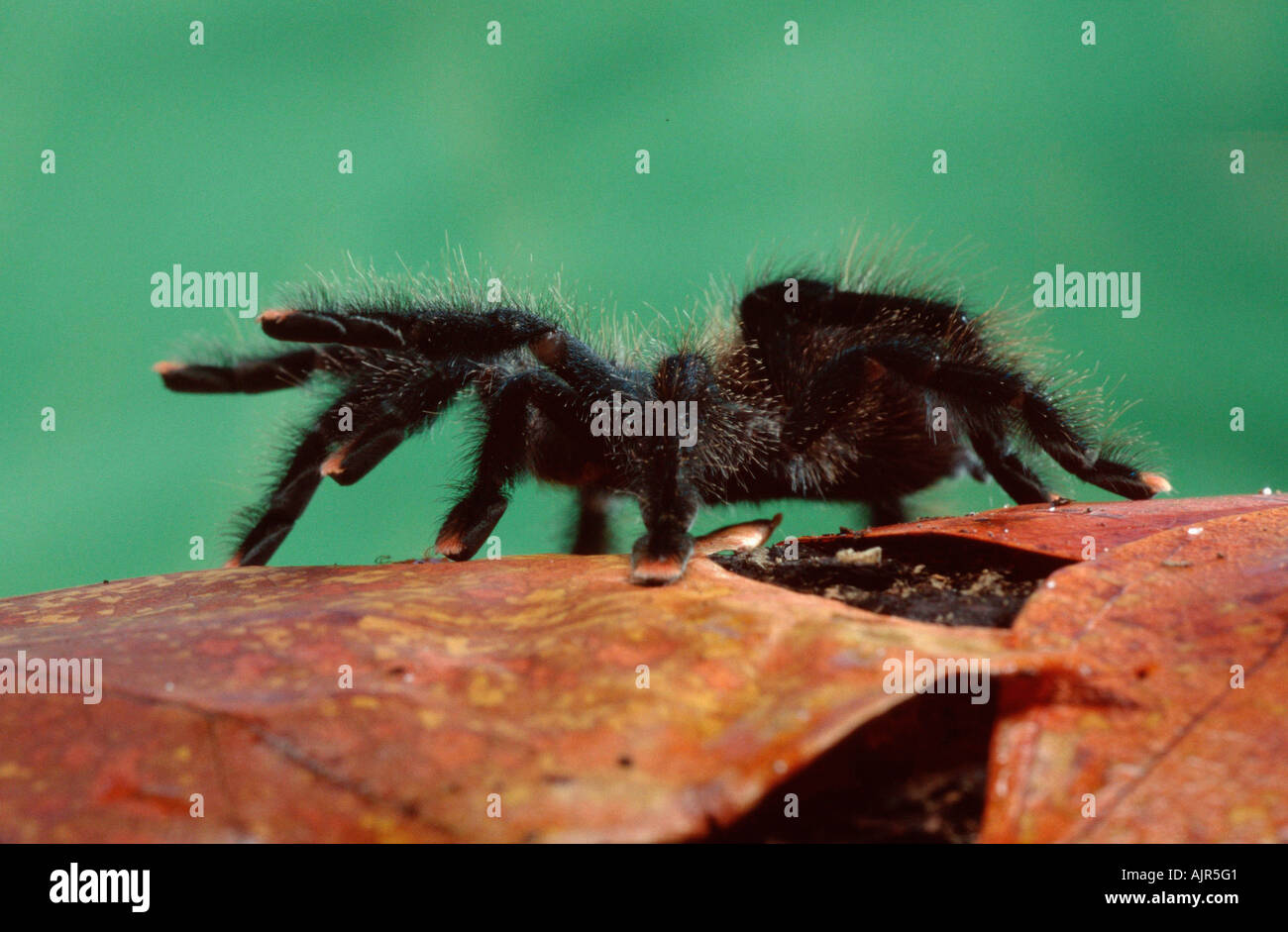 Metallic Pink toed Tarantula Spider Avicularia metallica Stock Photo ...