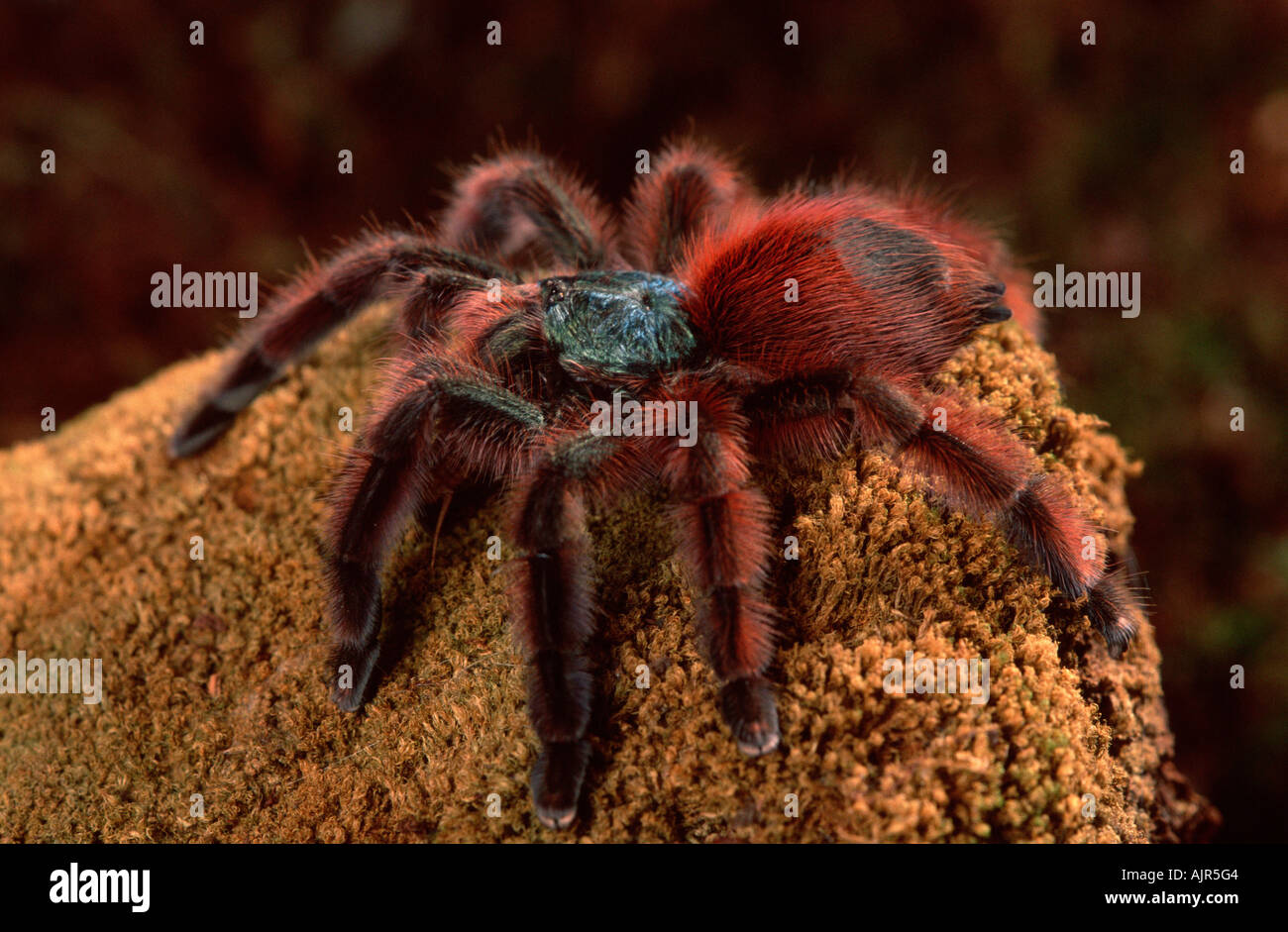 Tarantula Spider Avicularia versicolor Caribbean Stock Photo - Alamy
