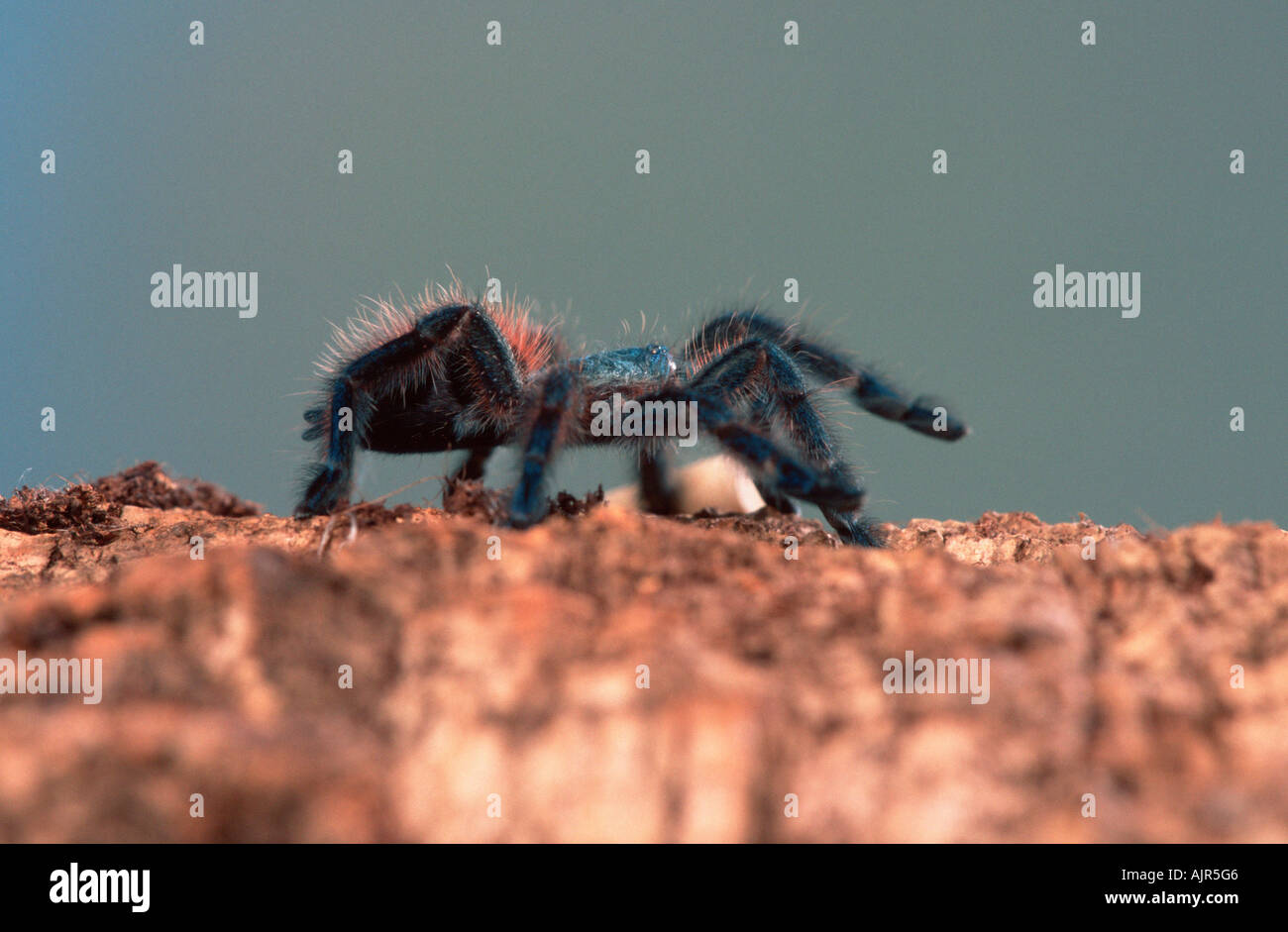 Tarantula Spider juvenile Avicularia versicolor Caribbean Stock Photo ...
