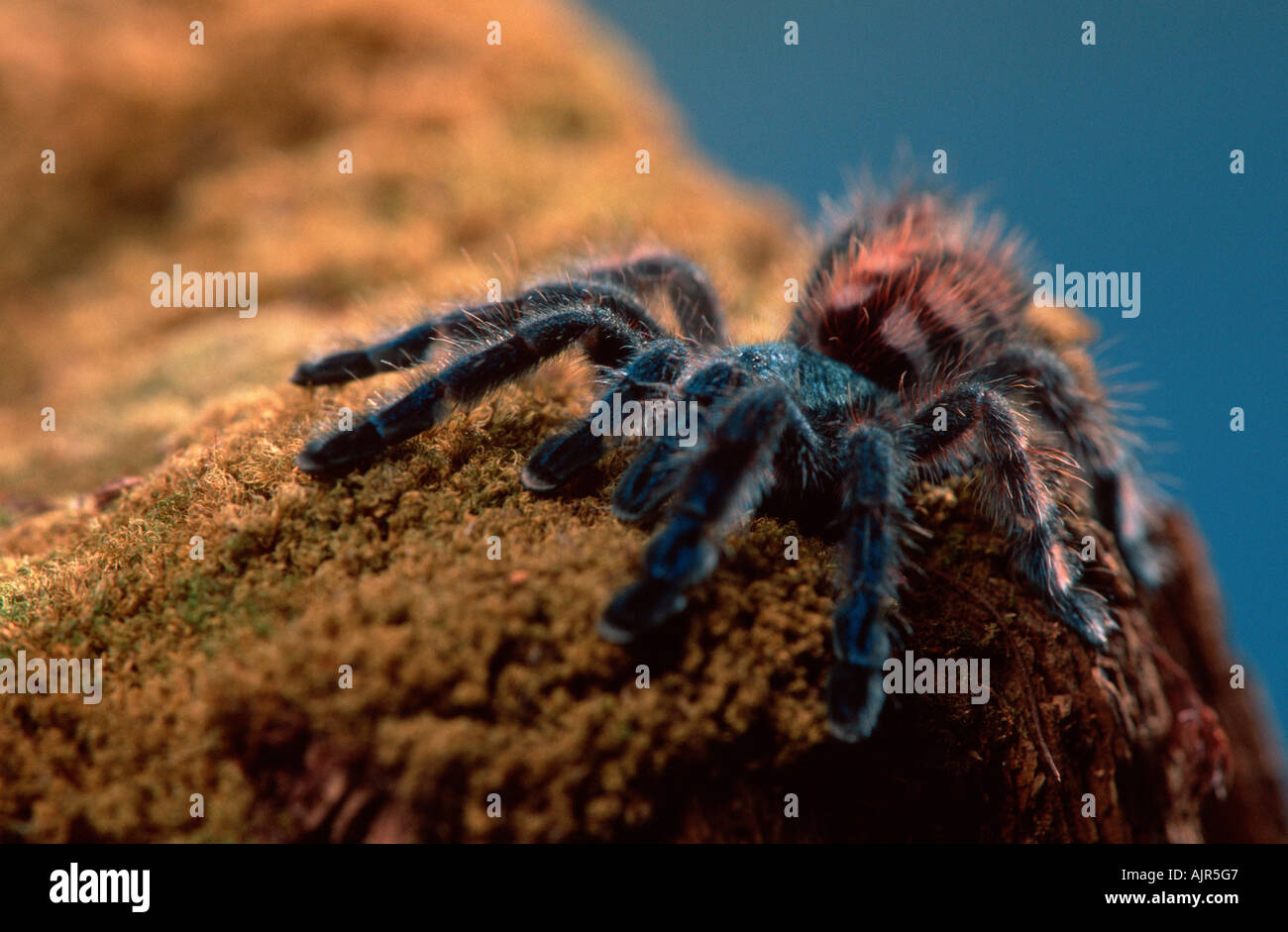 Avicularia versicolor hi-res stock photography and images - Alamy