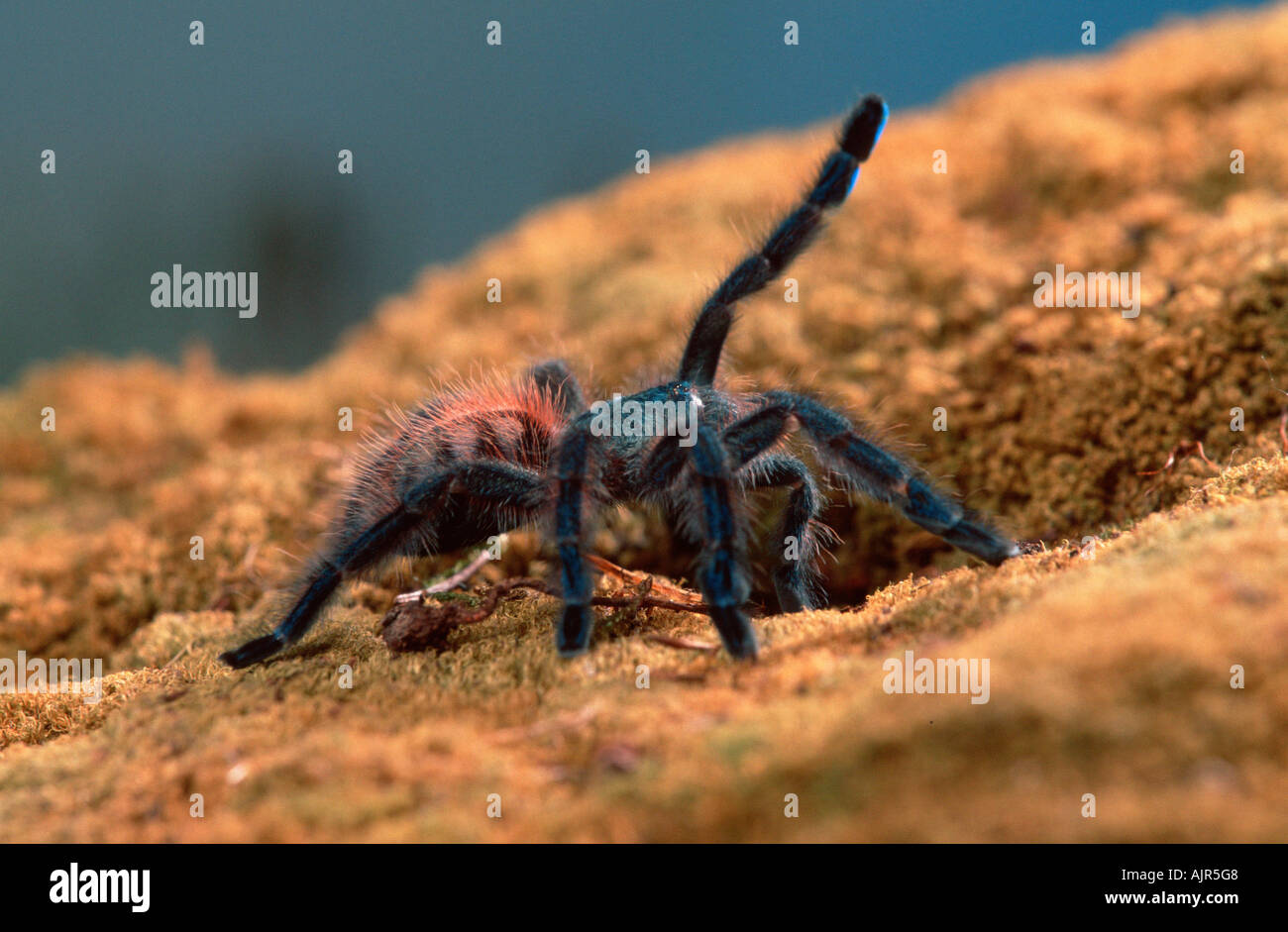 Tarantula Spider juvenile Avicularia versicolor Caribbean Stock Photo ...
