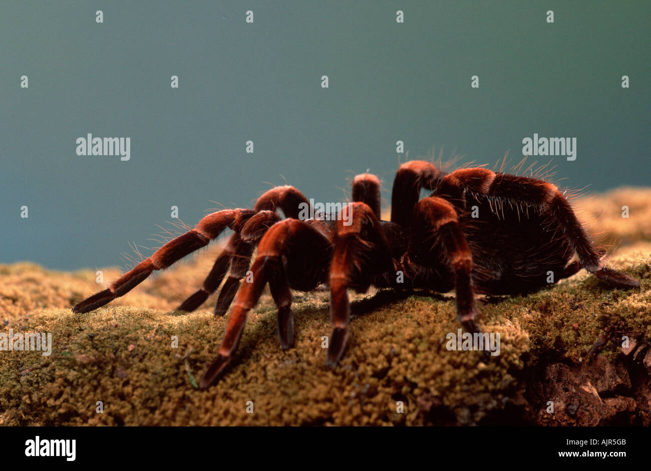 Costa Rican Redleg Tarantula female Megaphobema mesomelas Stock Photo ...