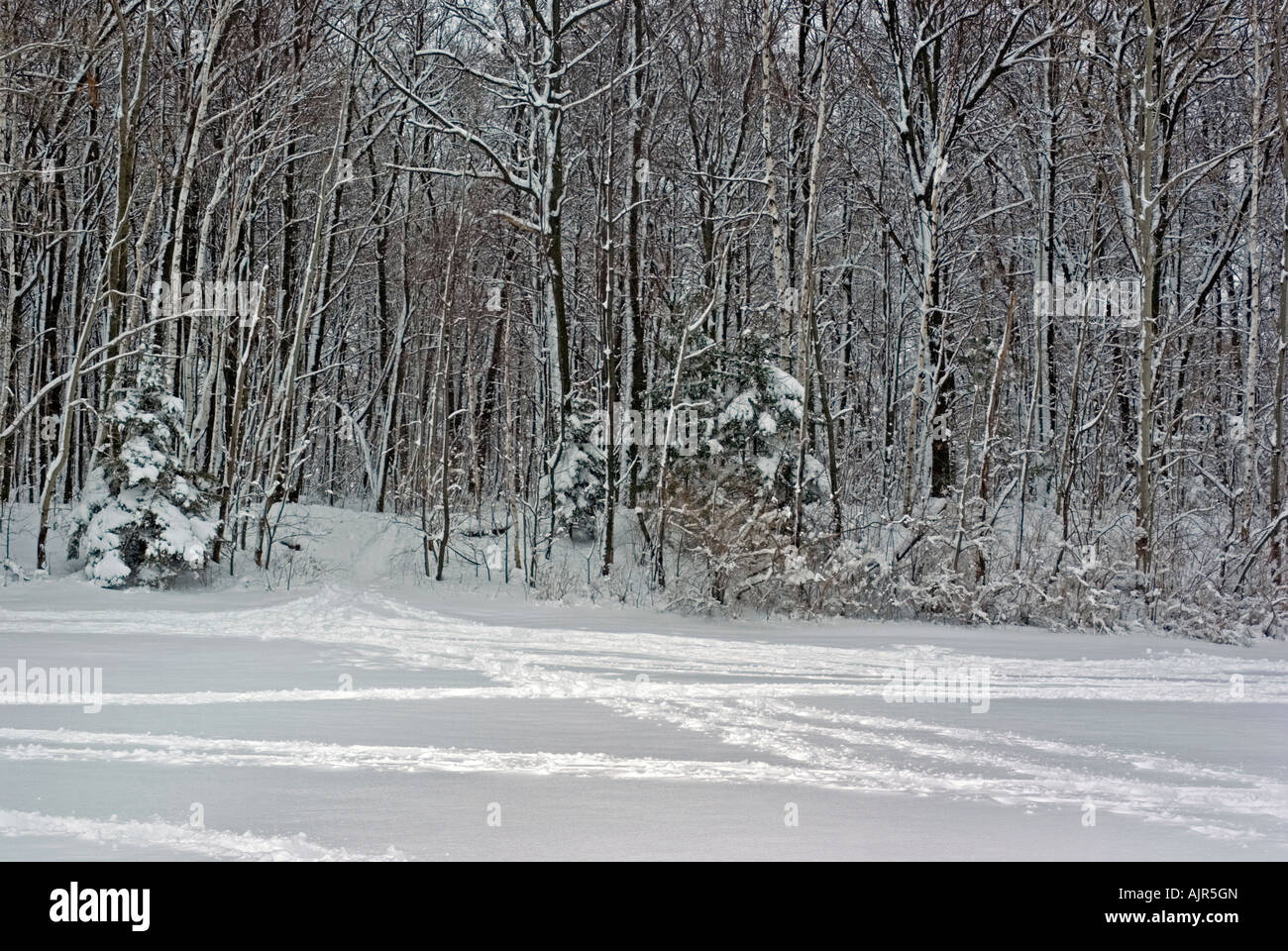 Snow covered trees at forest edge Tracks in snow Stock Photo - Alamy
