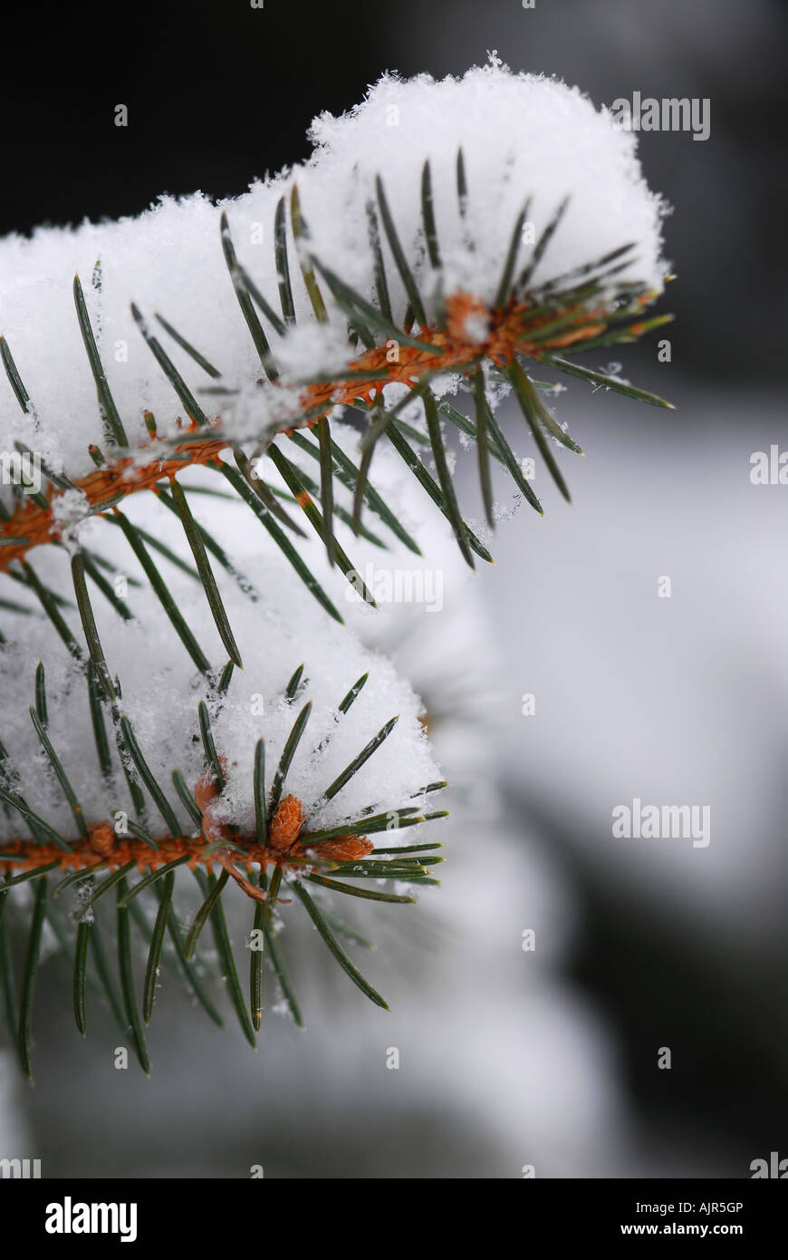 Macro of spruce branches covered with snow single snowflakes visible at ...