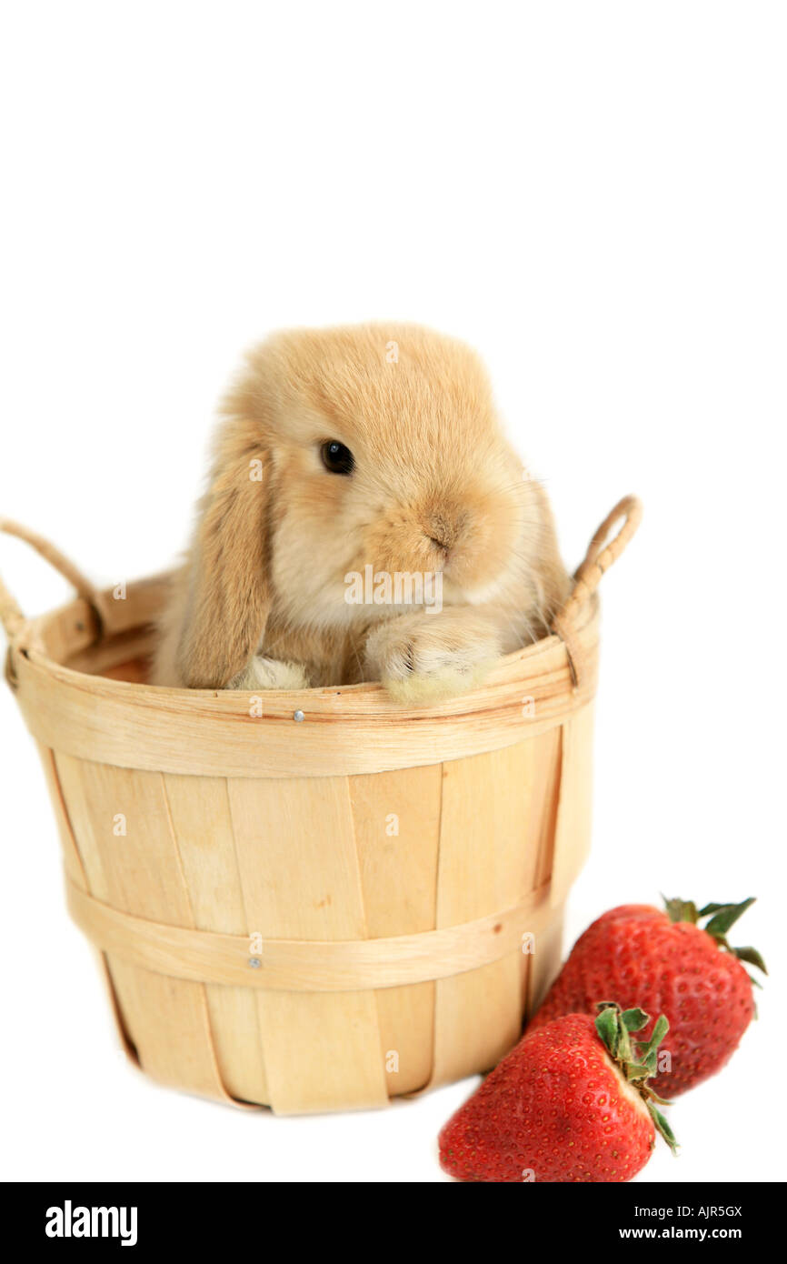 Newborn Lop Ear Rabbits