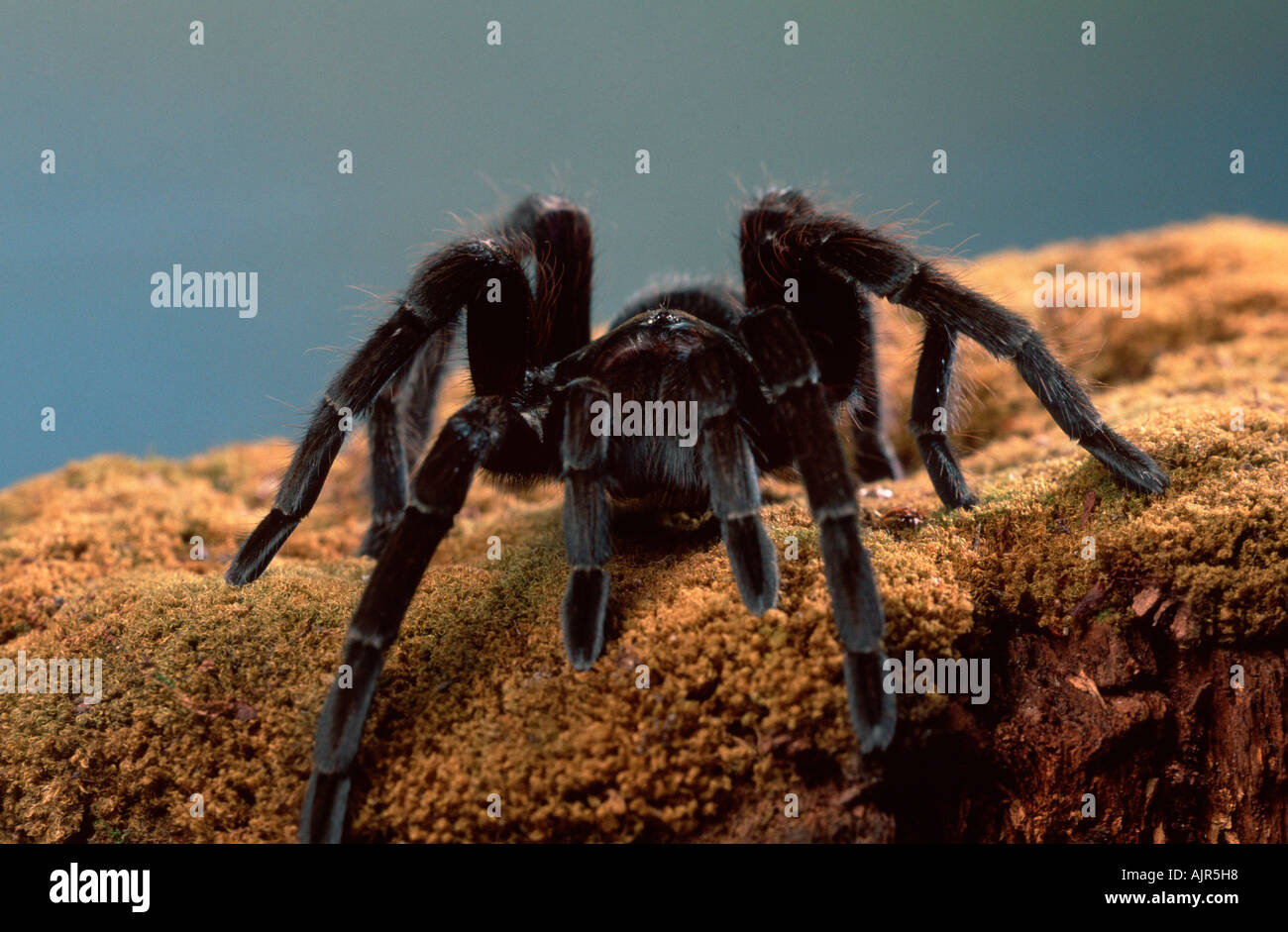 Standing spider hi-res stock photography and images - Alamy