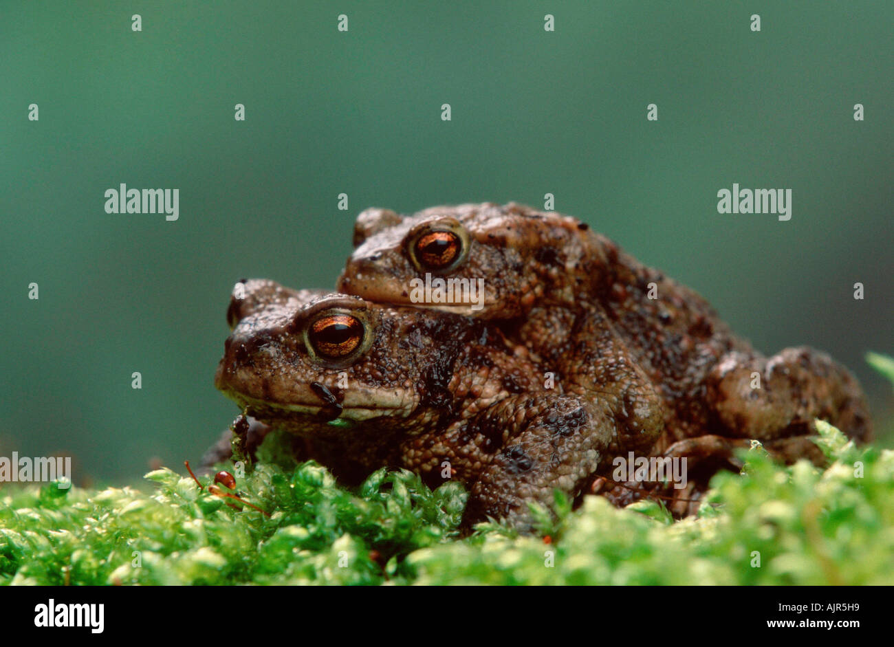 Common toads pair hi-res stock photography and images - Alamy