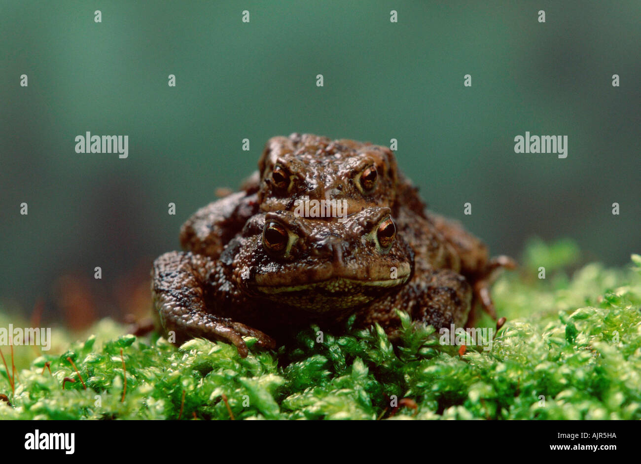 Adult Common Frog Pair High Resolution Stock Photography and Images - Alamy