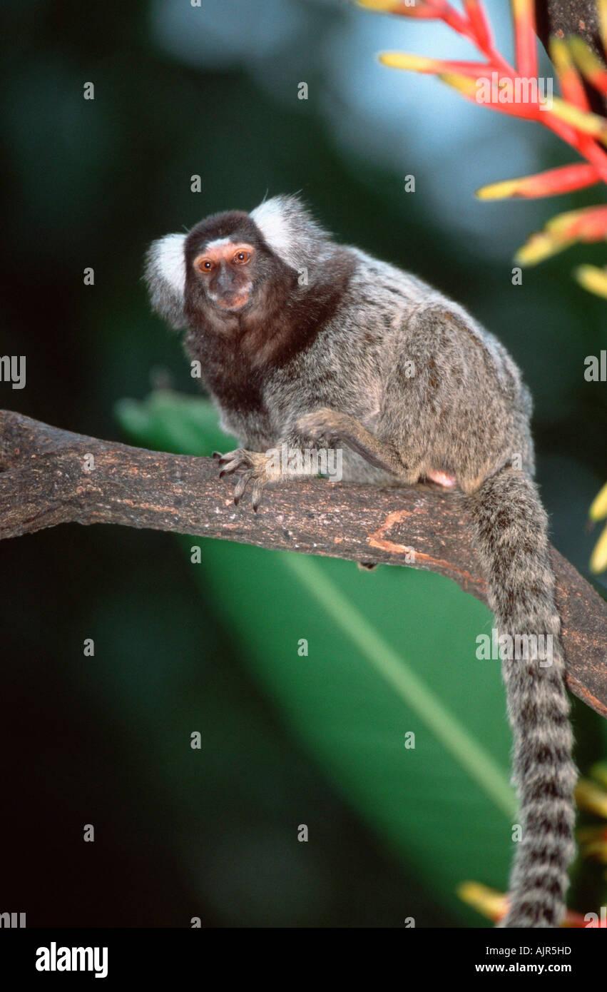 Common Marmoset Callithrix jacchus Stock Photo - Alamy