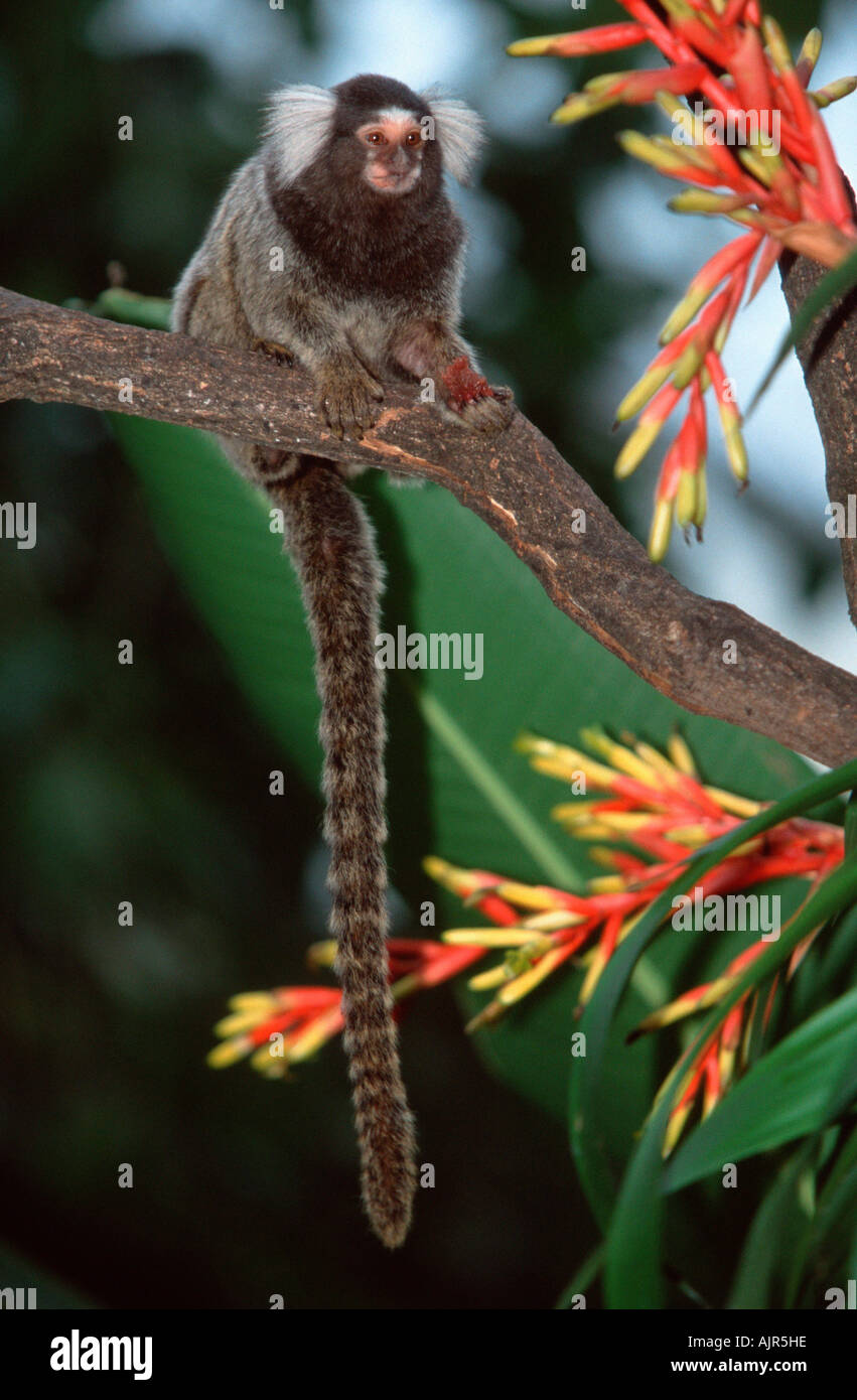 Common Marmoset Callithrix jacchus Stock Photo - Alamy