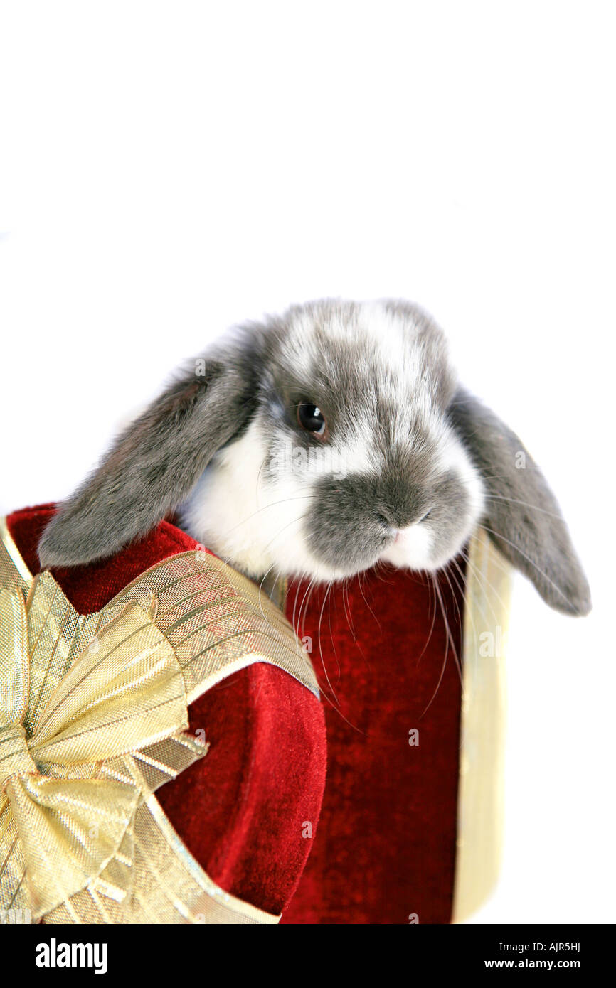 Gray and white mini lop ear rabbit inside red velvet gift box isolated ...