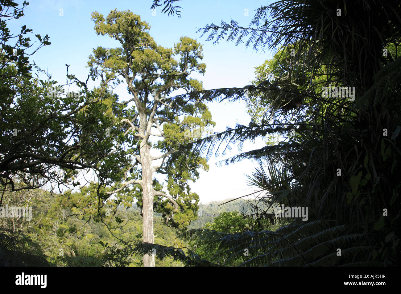 New Zealand forest Stock Photo - Alamy