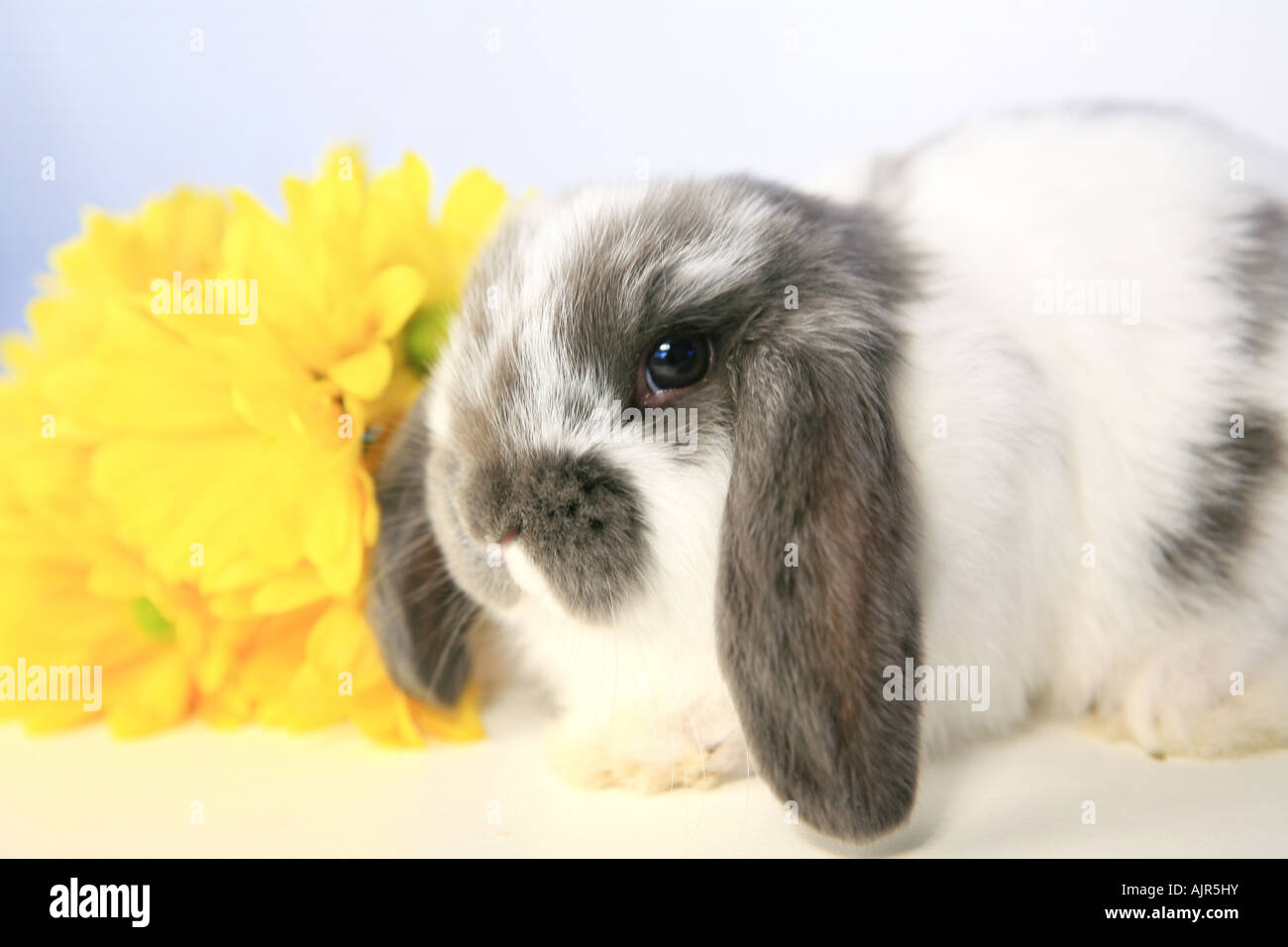Gray and white mini lop ear rabbit with yellow daisies isolated on ...
