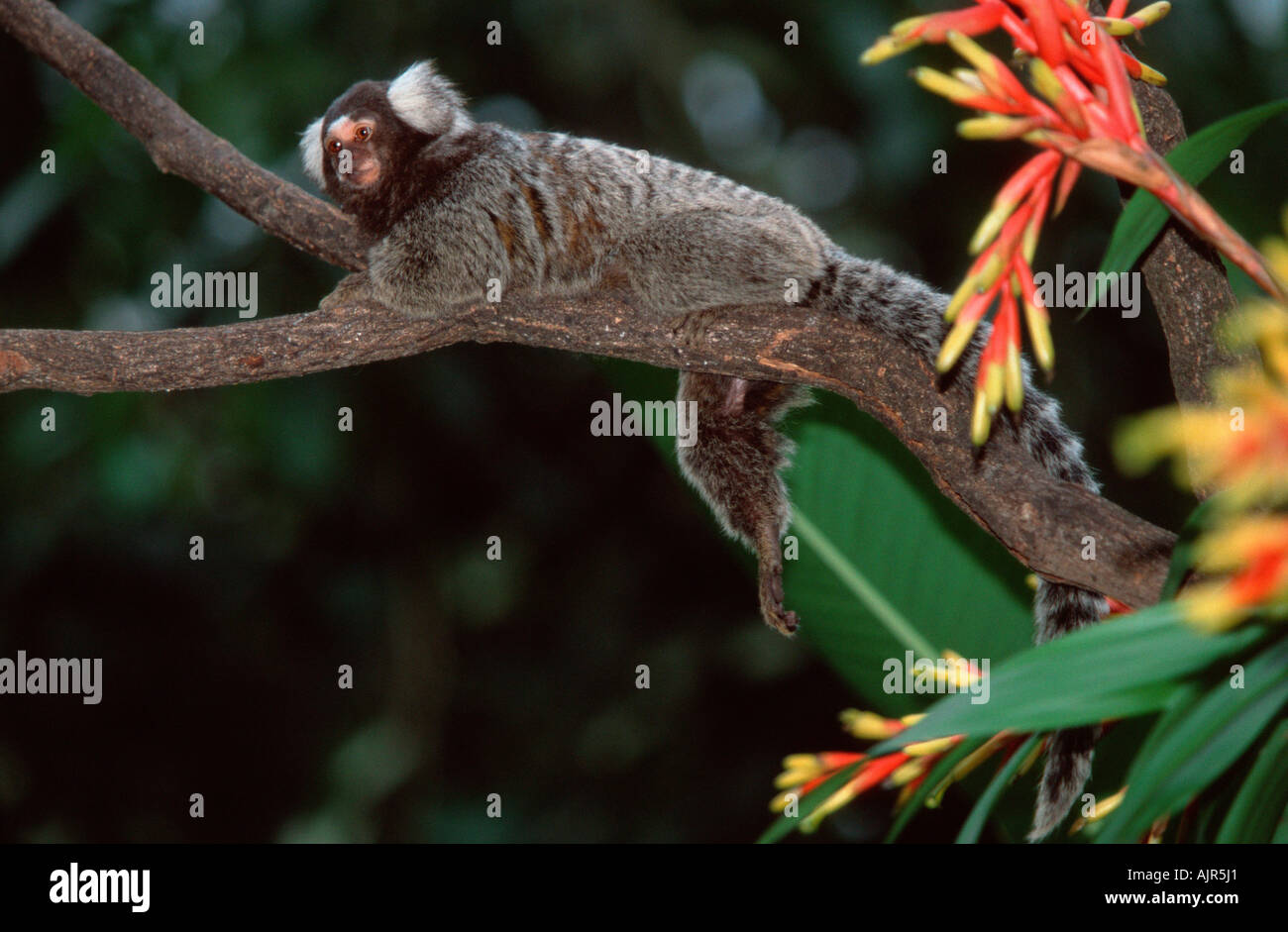 Common Marmoset Callithrix jacchus Stock Photo - Alamy