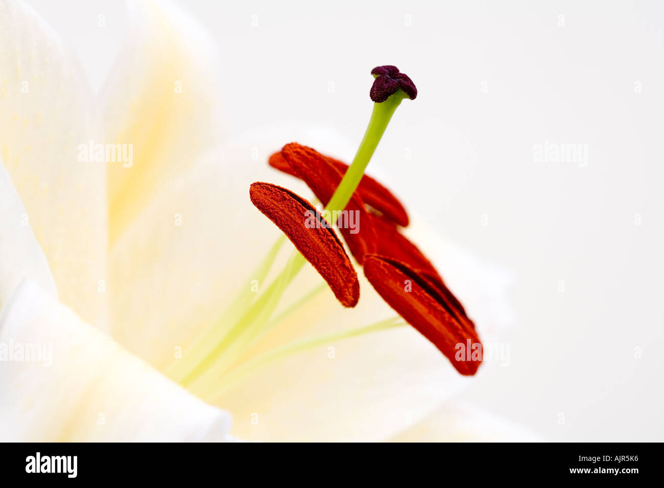 Art white hi-res stock photography and images - Alamy