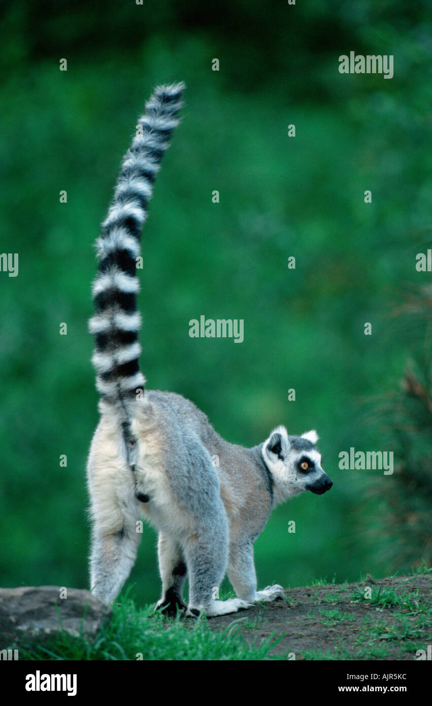 Ring tailed Lemur Lemur catta Stock Photo - Alamy