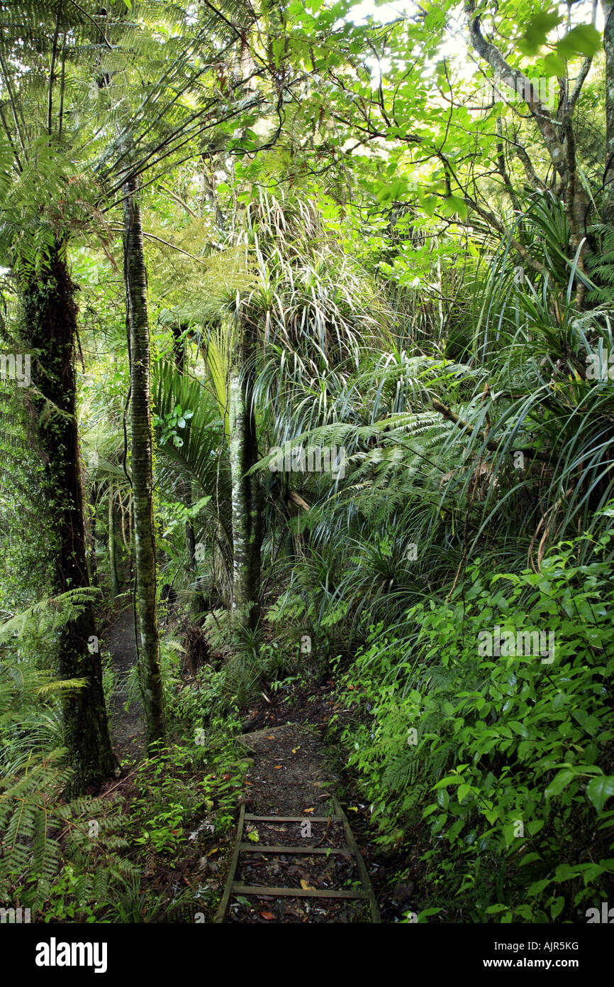 Trail inside tropical forest Stock Photo - Alamy
