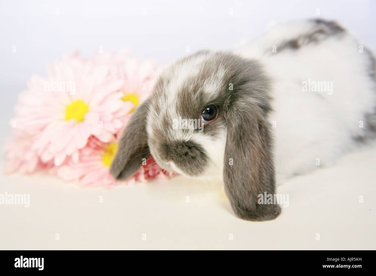 Gray and white mini lop ear rabbit with flowers isolated on white ...