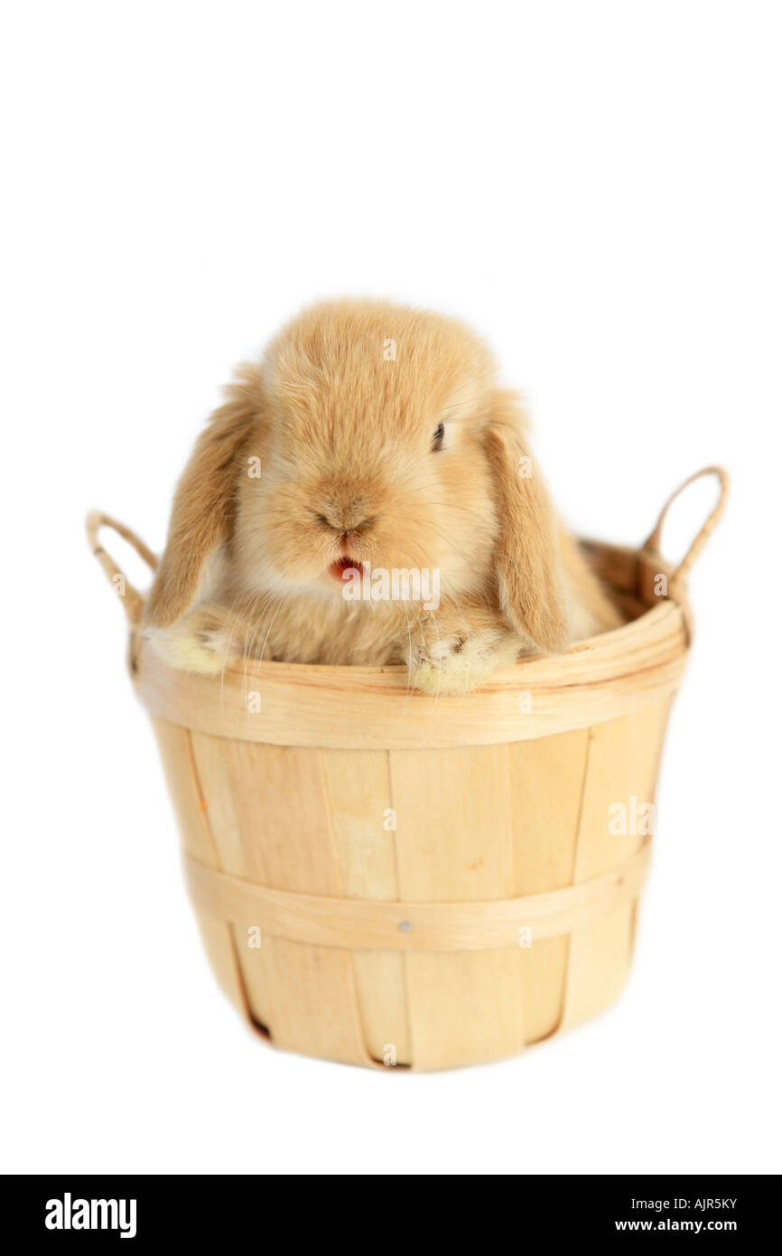 Baby mini lop bunny in bushel basket isolated on white Stock Photo - Alamy