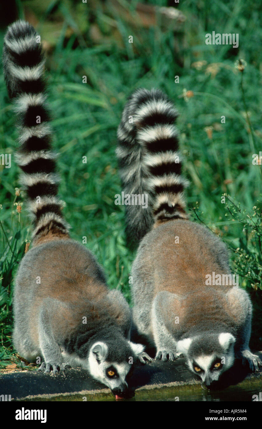 Ring tailed Lemurs Lemur catta Stock Photo - Alamy