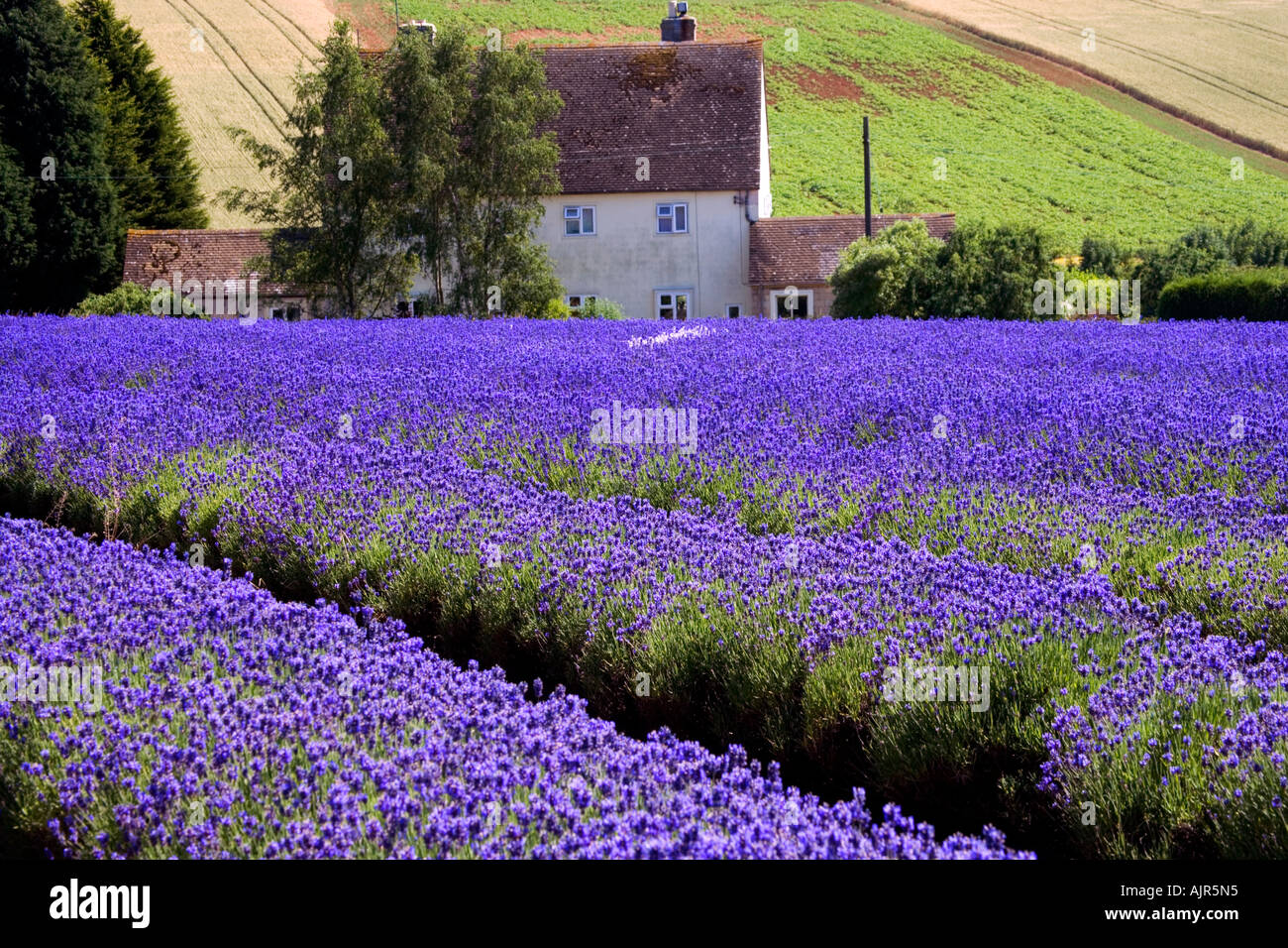 Rows of Lavender at Snowshill Lavender Farm, near Broadway in the ...