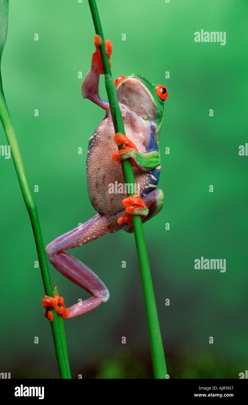 Female frogs in tree hi-res stock photography and images - Alamy