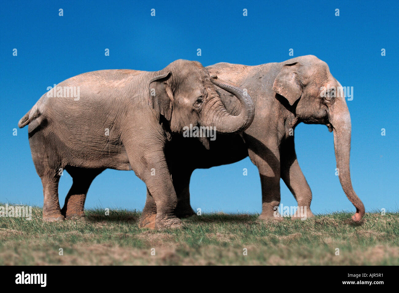 Asian Elephants Elephas maximus Stock Photo - Alamy