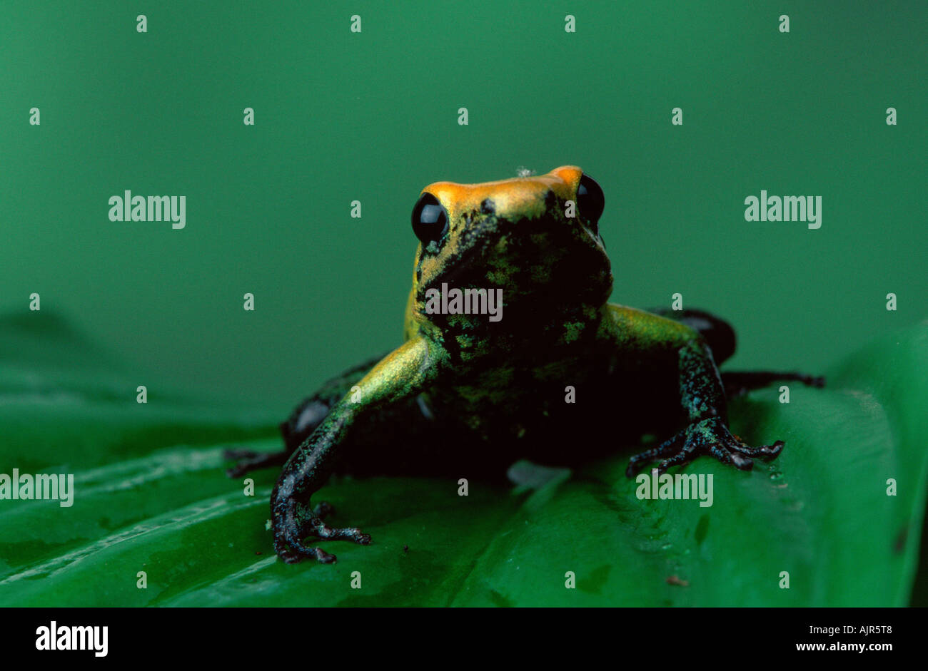 Black legged Poison Arrow Frog Phyllobates bicolor Poison Dart Frog ...