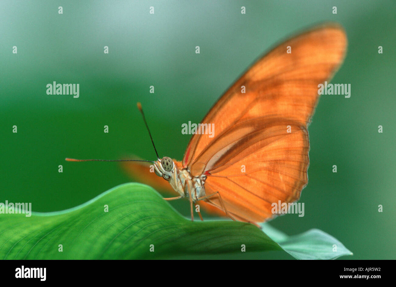 Julia Butterfly Dryas julia Stock Photo - Alamy