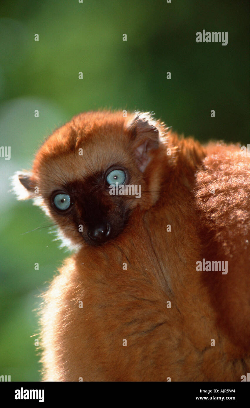 Blue eyed Lemur female Eulemur macaco flavifrons Stock Photo - Alamy