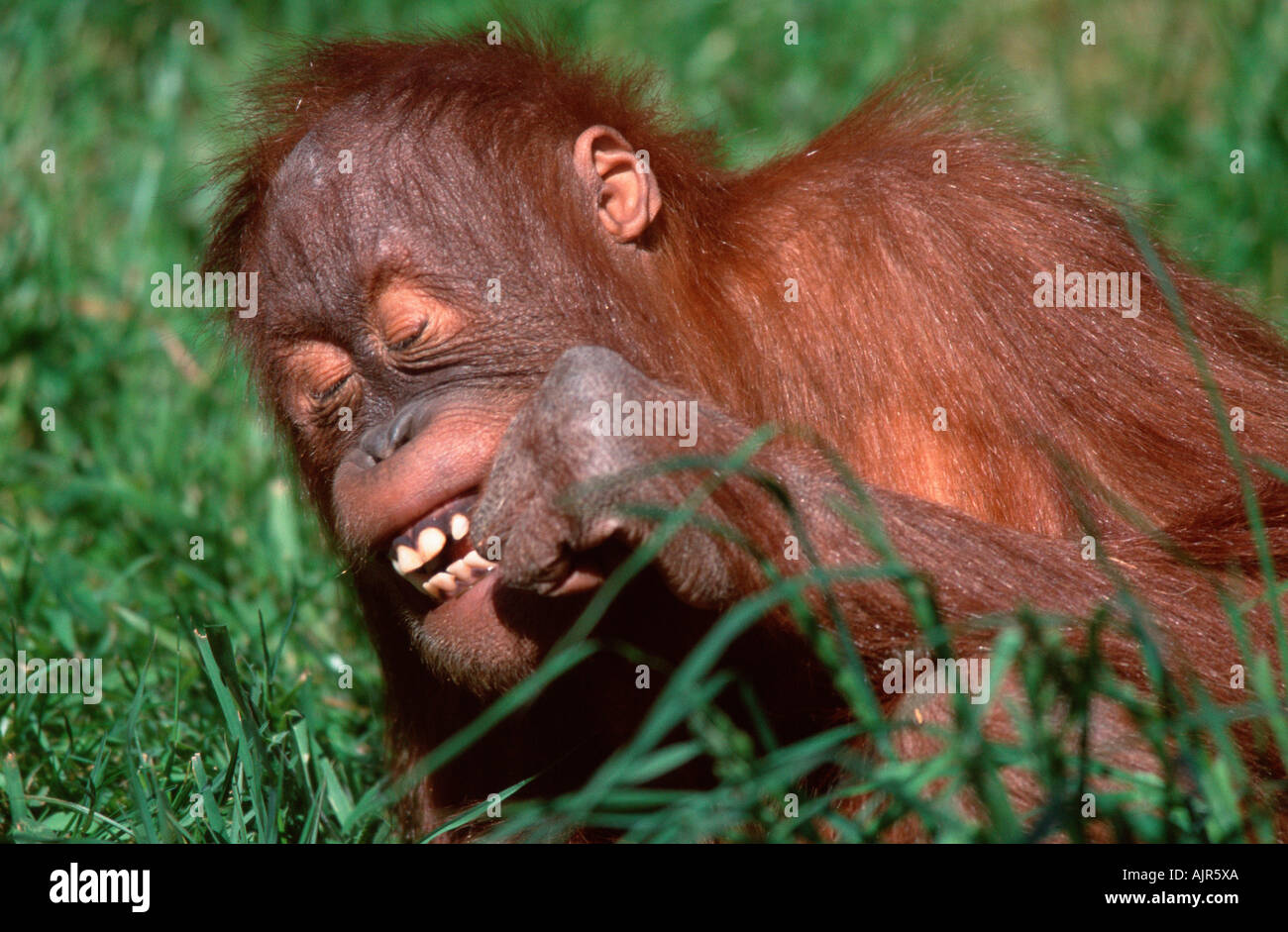 Young Sumatran Orang Utan cleaning his teeth Pongo pygmaeus abelii ...