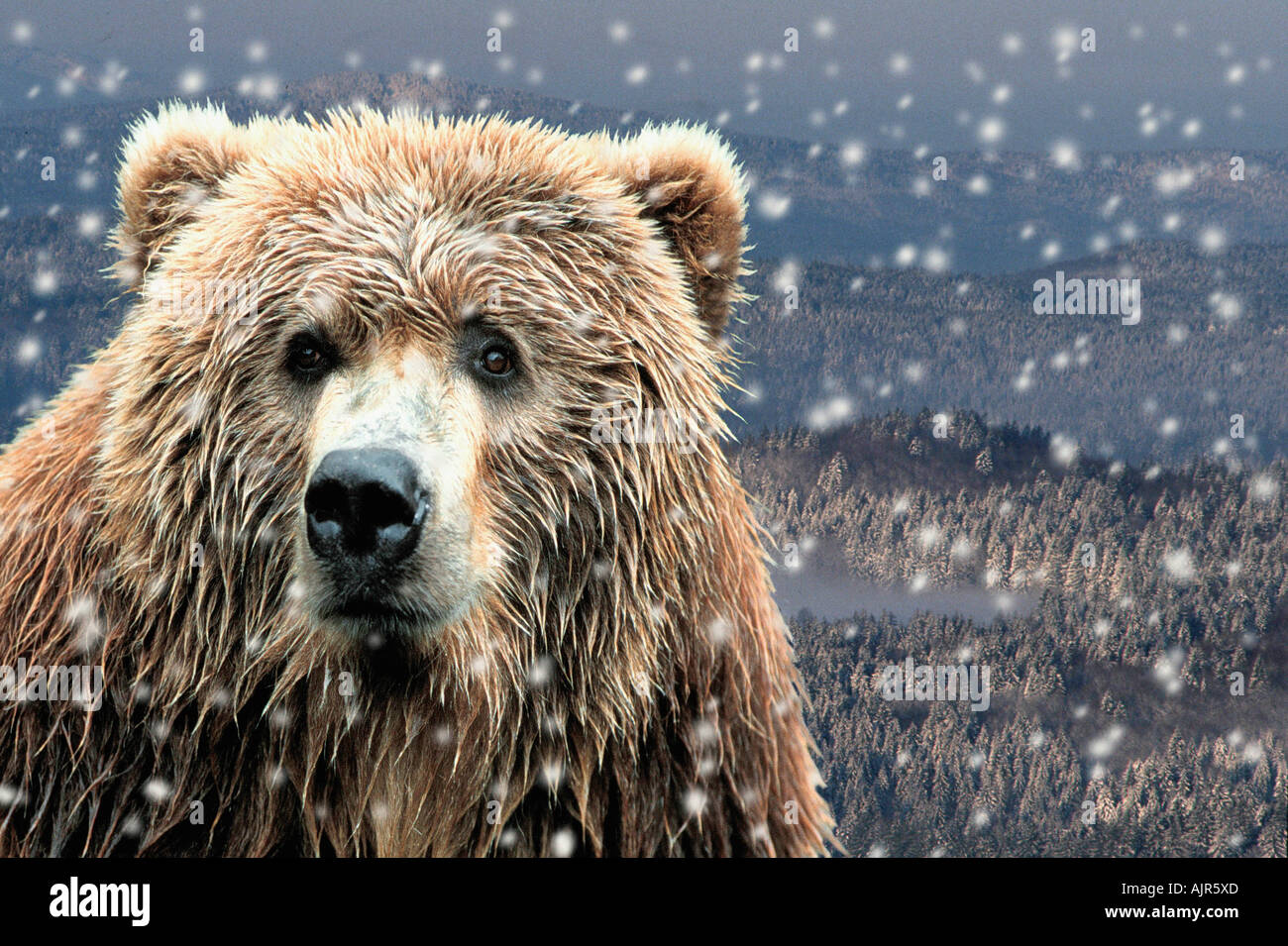 Kodiak Bear in falling snow Ursus arctos middendorffii Stock Photo - Alamy