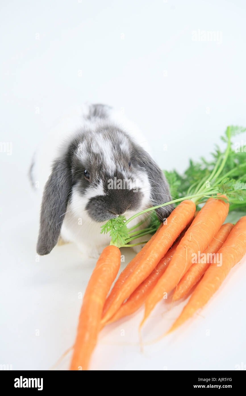 Gray and white mini lop ear rabbit with bunch of carrots isolated on ...