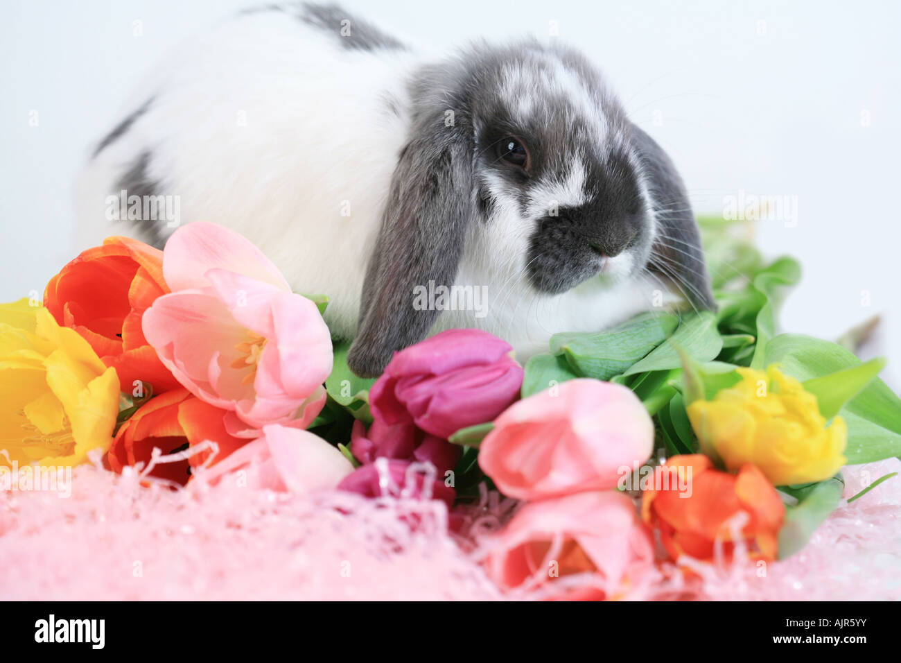 Gray and white mini lop ear rabbit with a bunch of tulips and pink ...