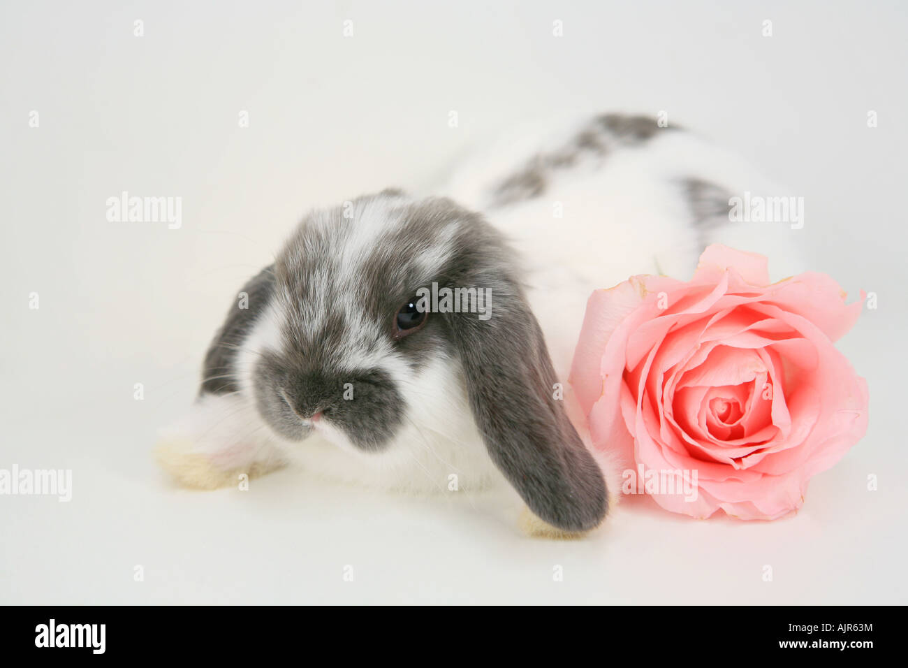 Gray and white mini lop ear rabbit with pink rose isolated on white ...