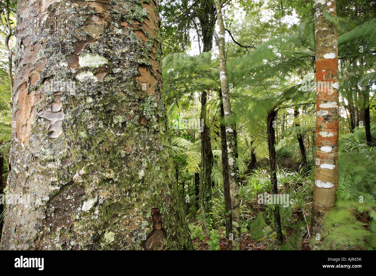 Kauri close up hi-res stock photography and images - Alamy