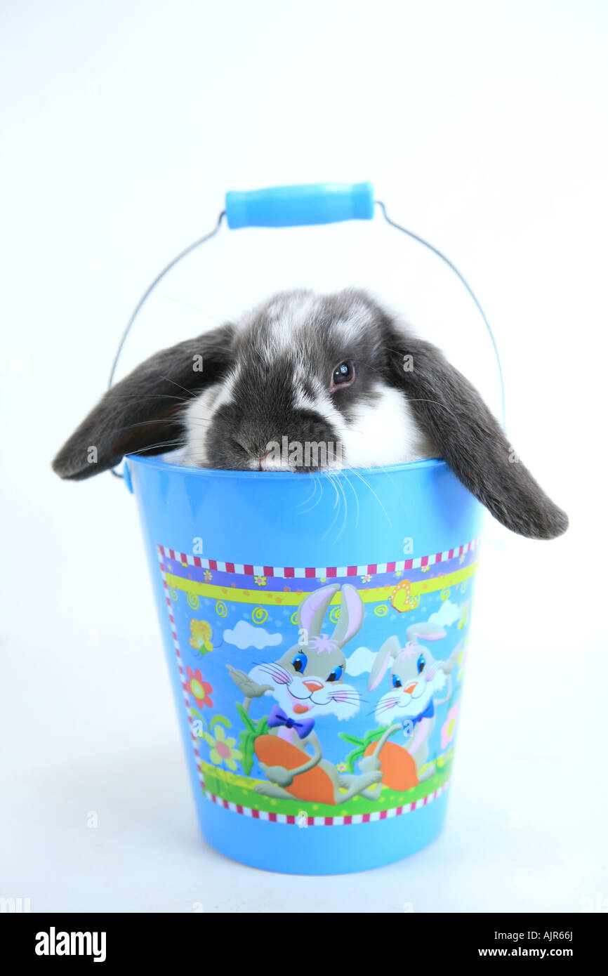 Gray and white mini lop ear rabbit in blue Easter bucket isolated on ...