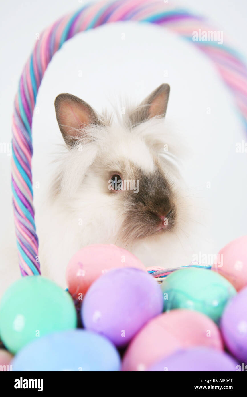 Siamese Lionhead bunny looking through pastel Easter basket with eggs ...