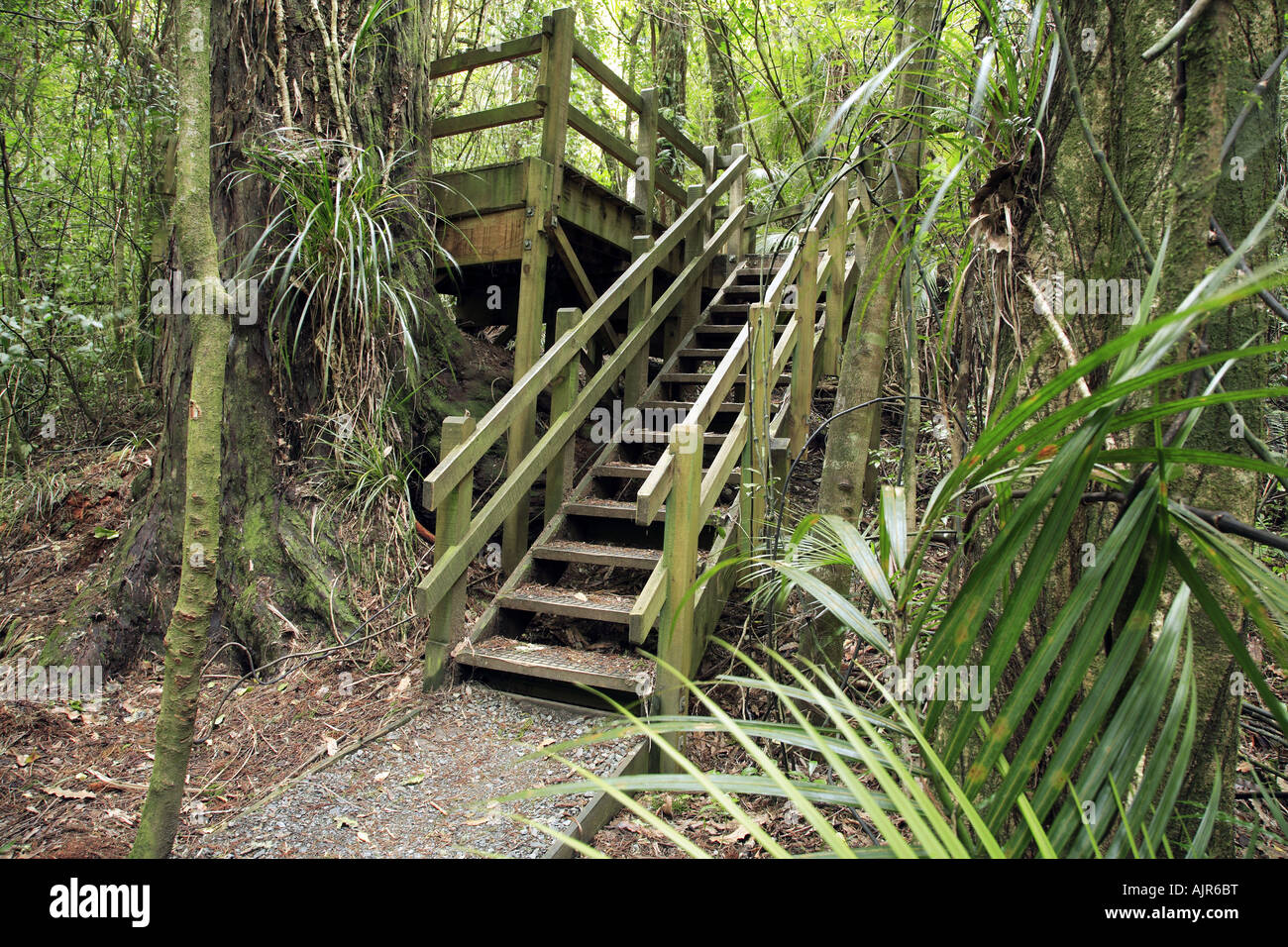 Staircase in forest Stock Photo - Alamy