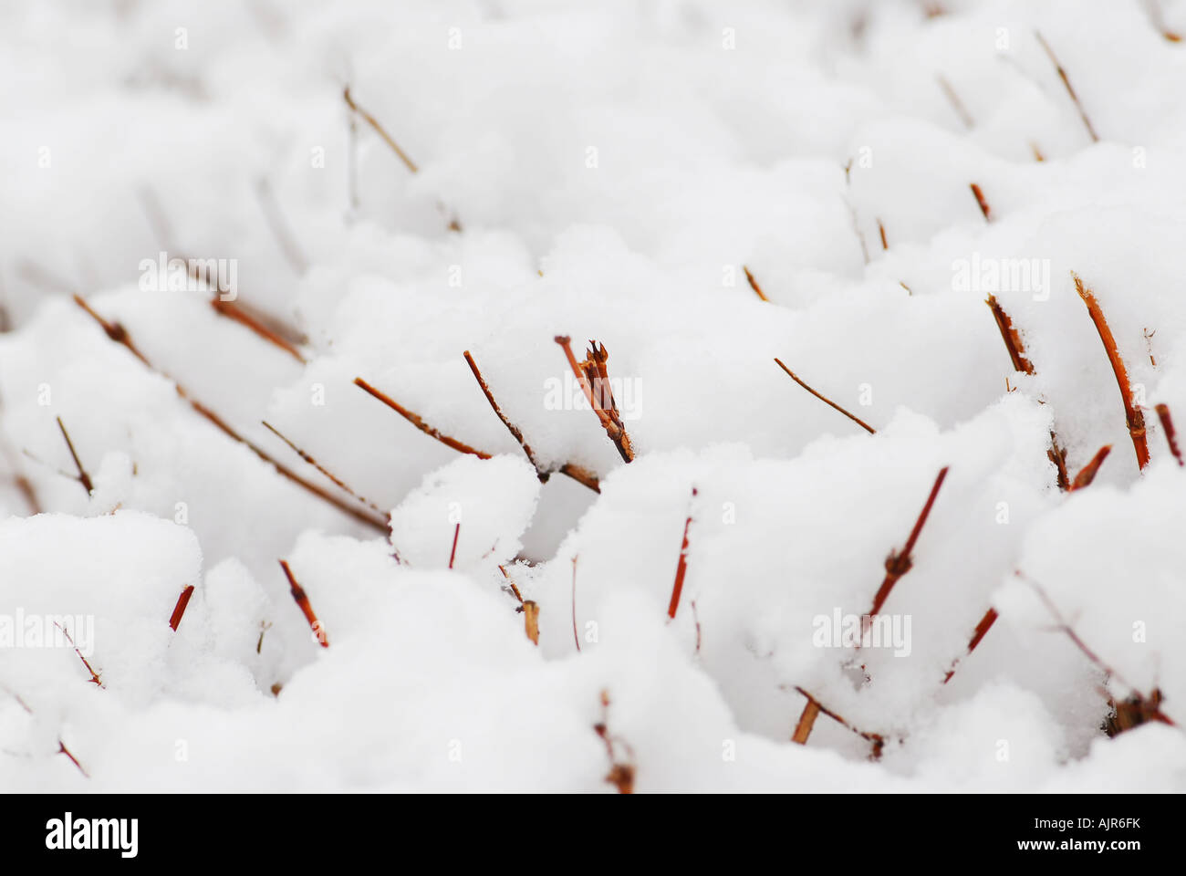 Tree branches covered in thick hi-res stock photography and images - Alamy