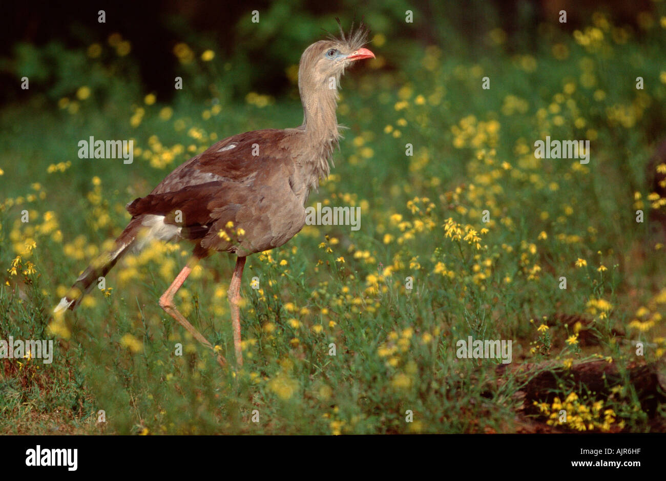 Red legged Seriema Cariama cristata Stock Photo - Alamy