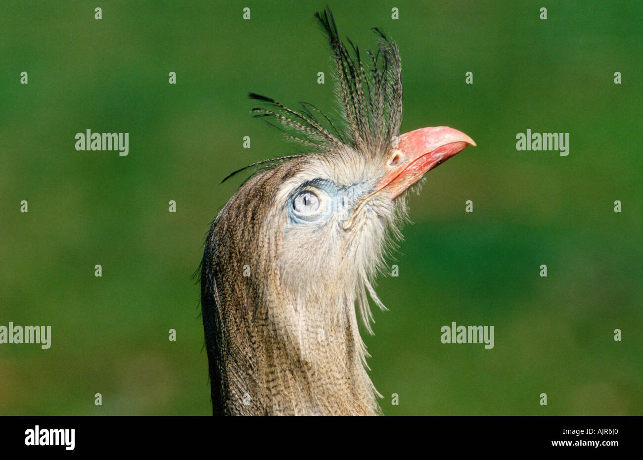 Red legged Seriema Cariama cristata Stock Photo - Alamy