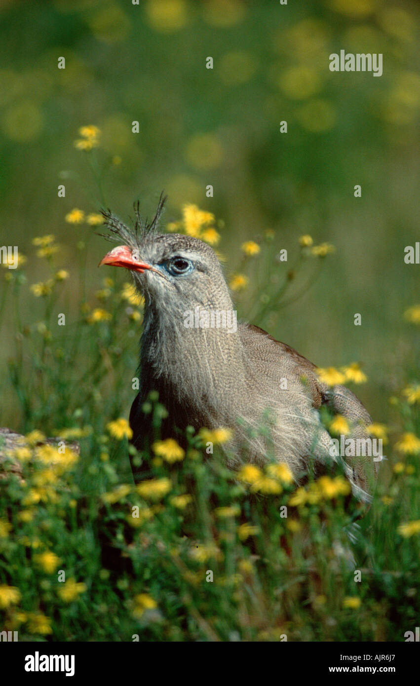 Red legged Seriema Cariama cristata Stock Photo - Alamy
