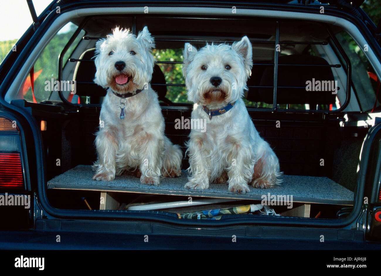 West Highland White Terrier in car Westie Stock Photo - Alamy