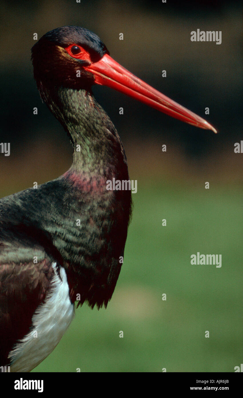 Red stork hi-res stock photography and images - Alamy