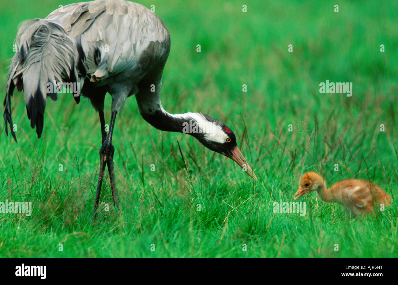 Common crane chick hi-res stock photography and images - Alamy