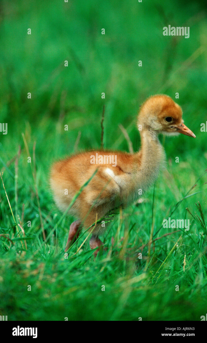 Common crane chick hi-res stock photography and images - Alamy