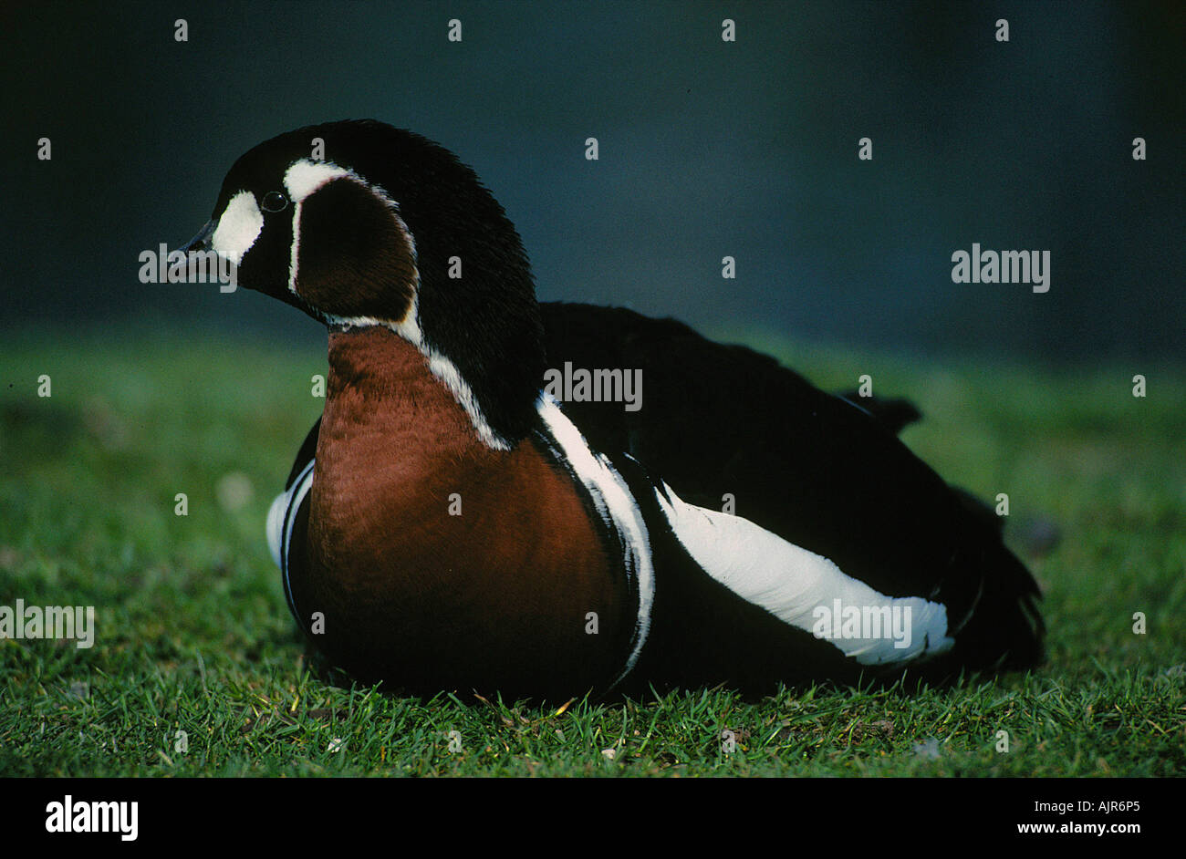 Ruficollis hi-res stock photography and images - Alamy